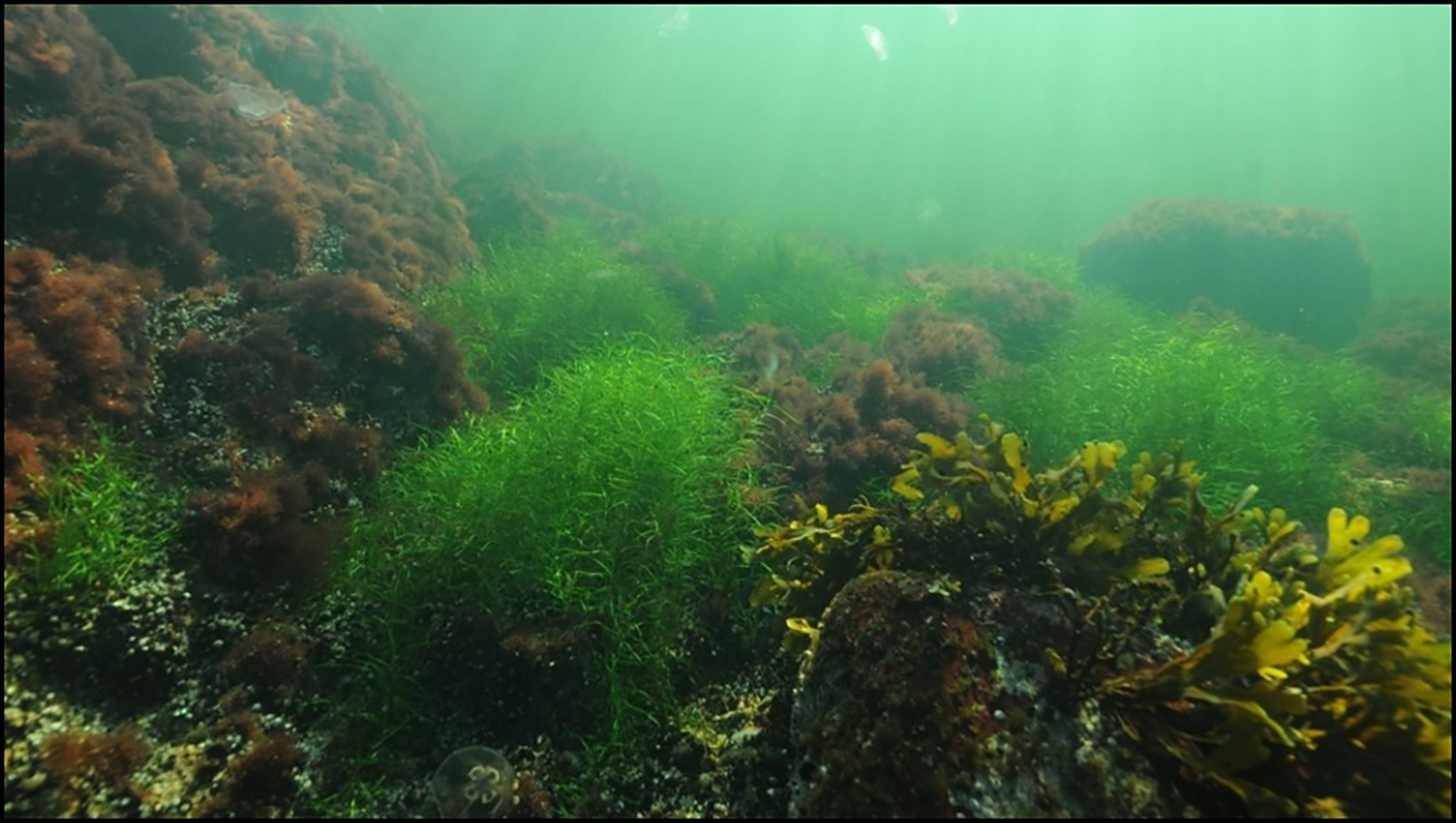 Suomen ekologisesti merkittävät vedenalaiset meriluontoalueet ...